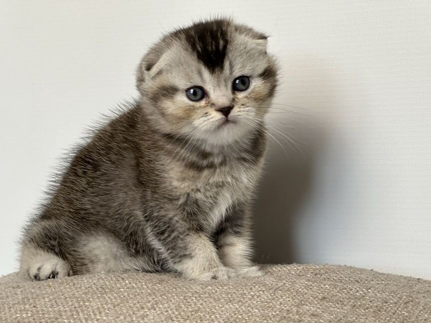 Шотландский вислоухий котёнок