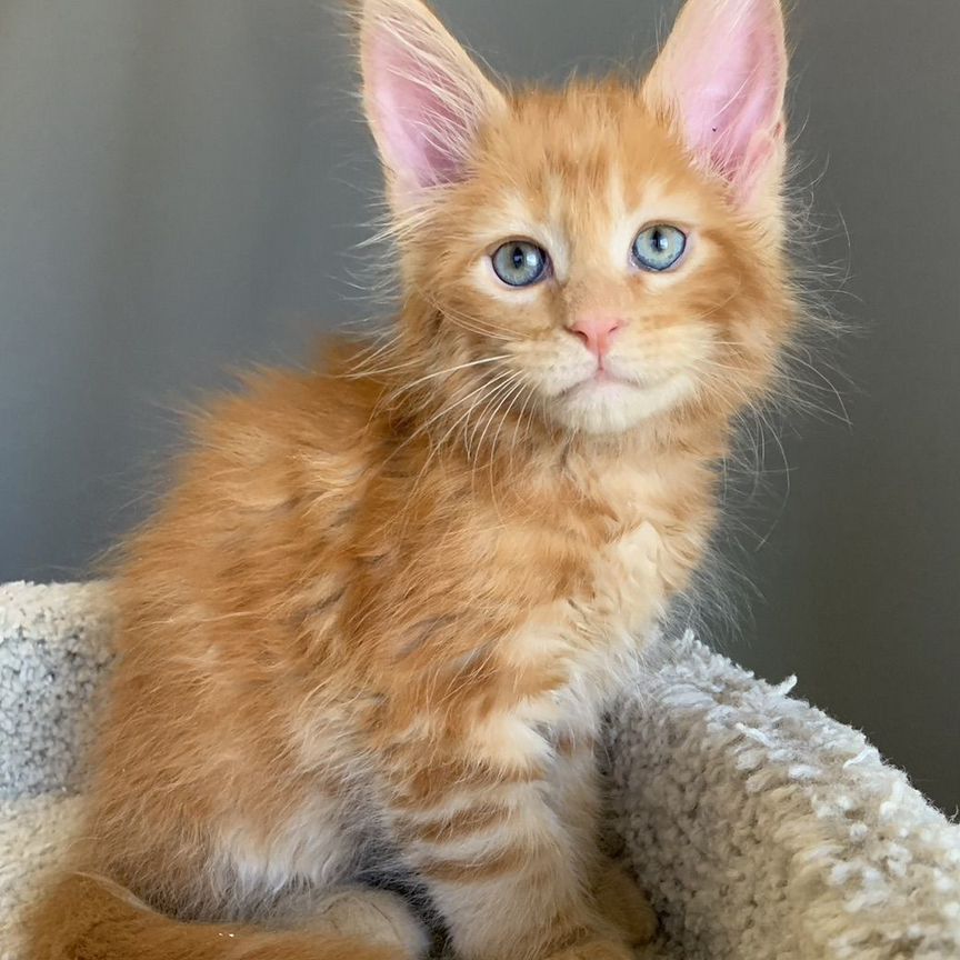 Мейн-кун Мальчишка