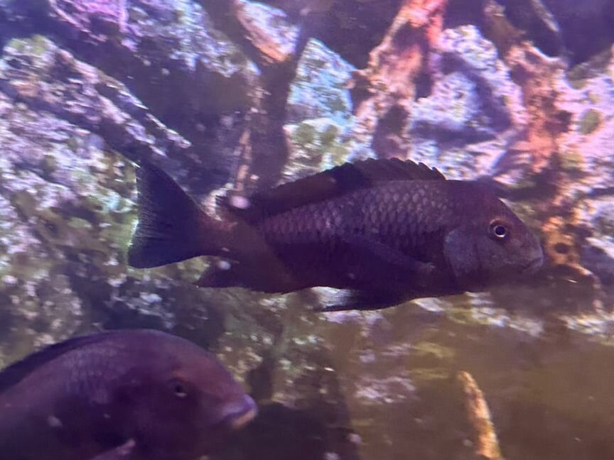 Аквариумные рыбки цихлиды