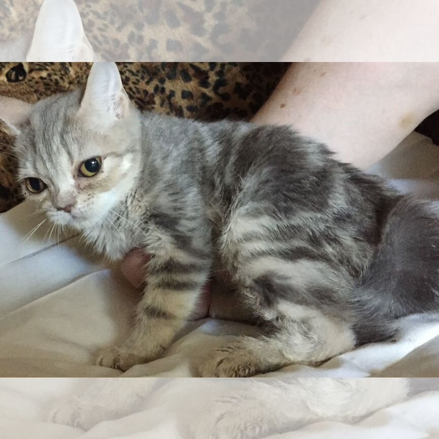 Шотландский прямоухий короткошёрстный котёнок