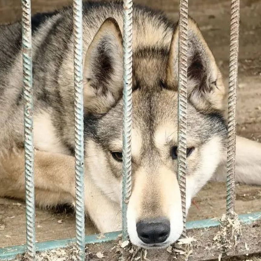 Взрослая собака в добрые руки