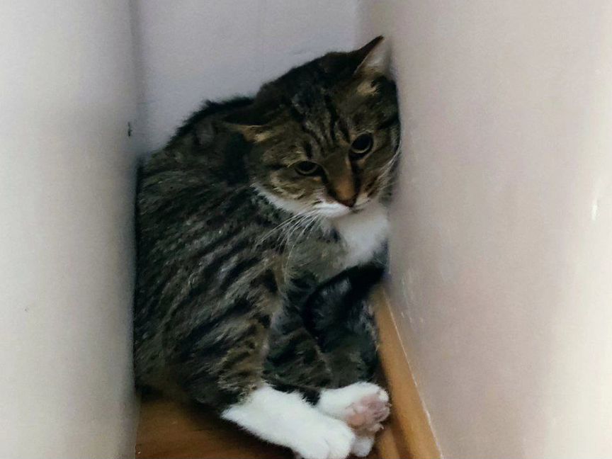 Кошка Машенька