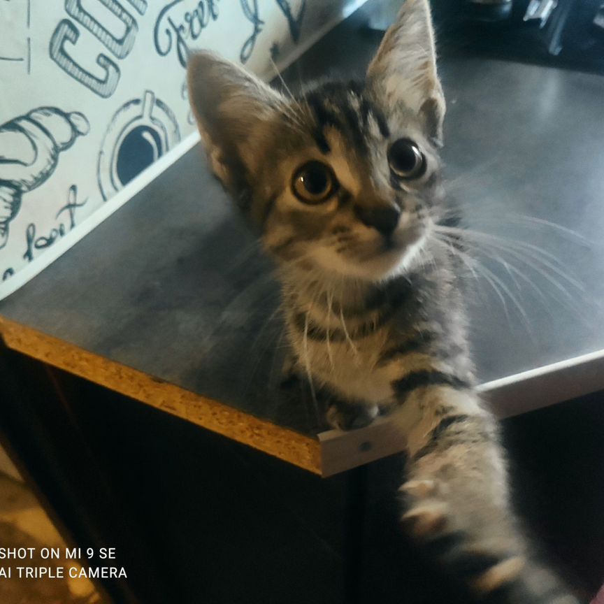 Отдам котейку