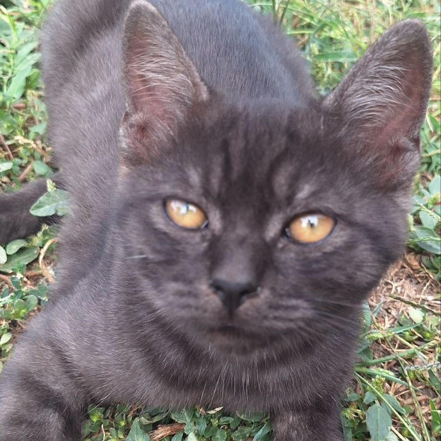 Продам котенка