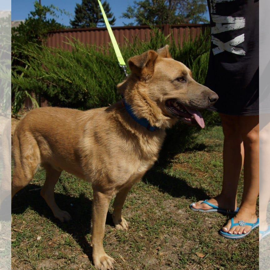 Взрослый пёс в добрые руки