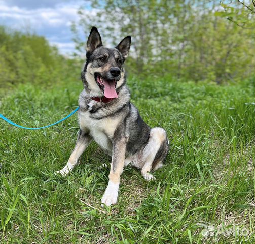 Красавец Байкал ищет семью