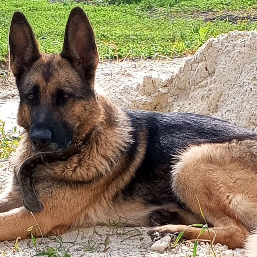 Немецкая овчарка, щенок