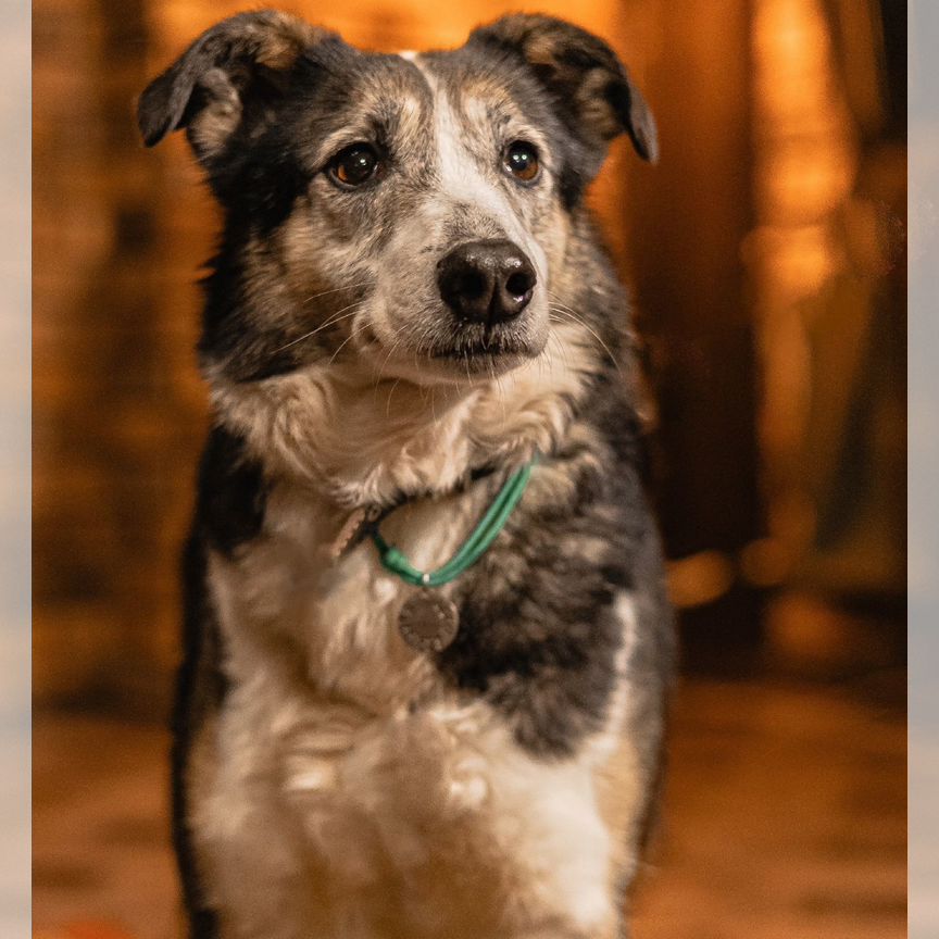 Взрослая собака в добрые руки