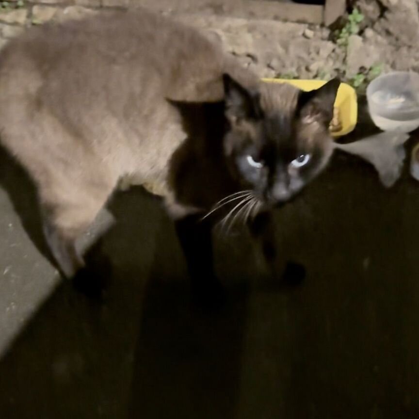 Сиамский кот, взрослый