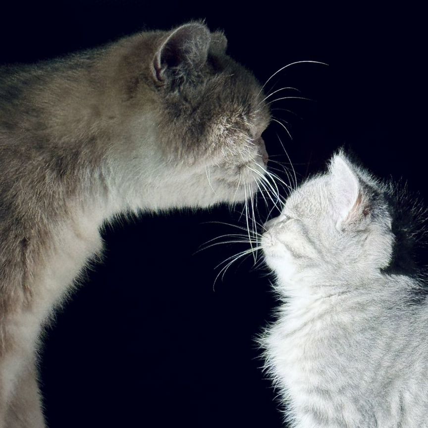 Британские котята