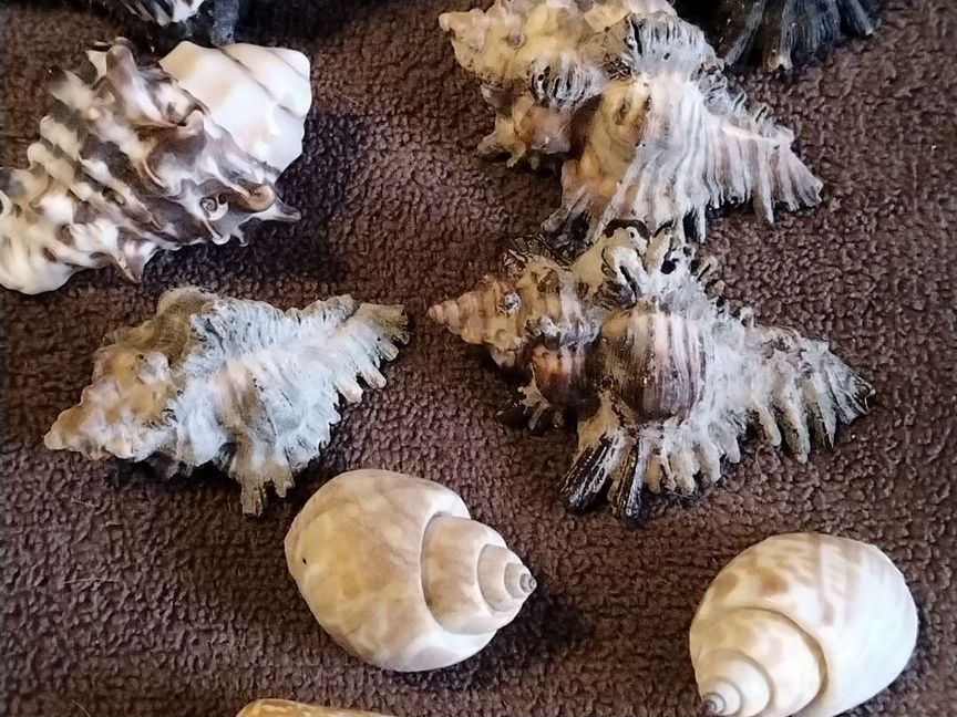 Набор ракушек