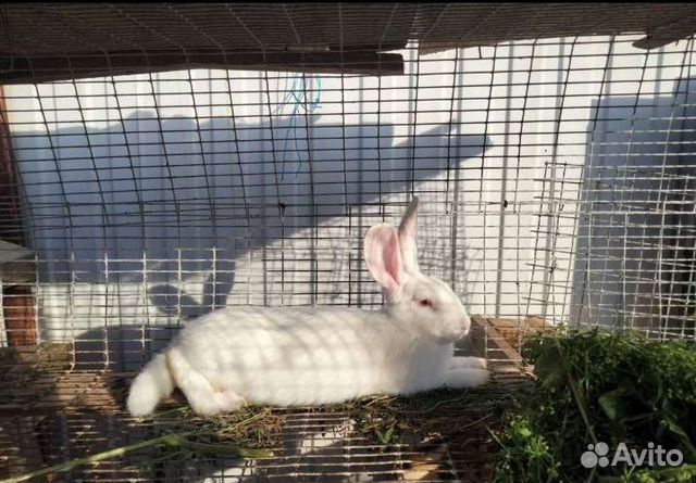 Продажа кроликов породы панон