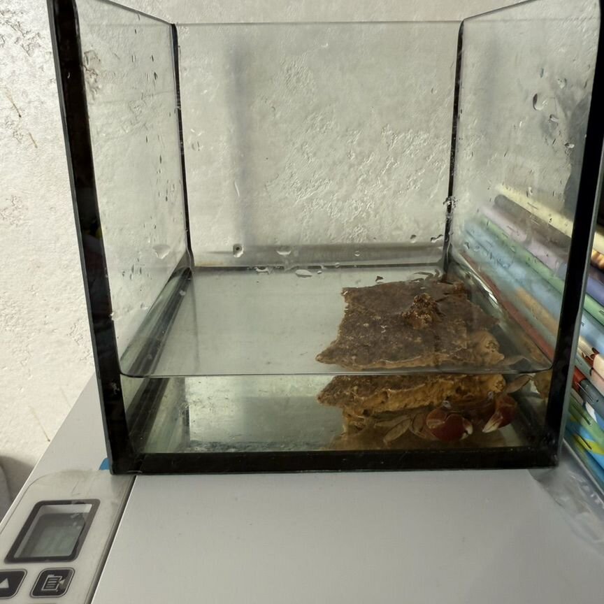 Крабы мангровые