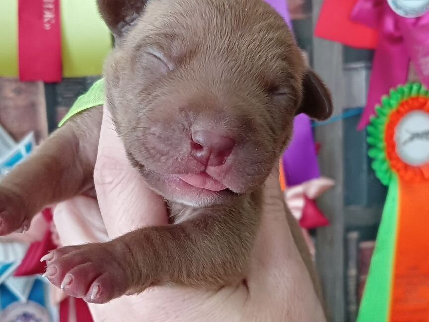 Щенки американского питбультерьера