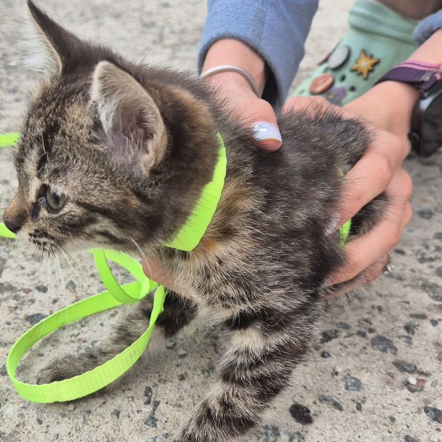 Отдам котенка в хорошие руки