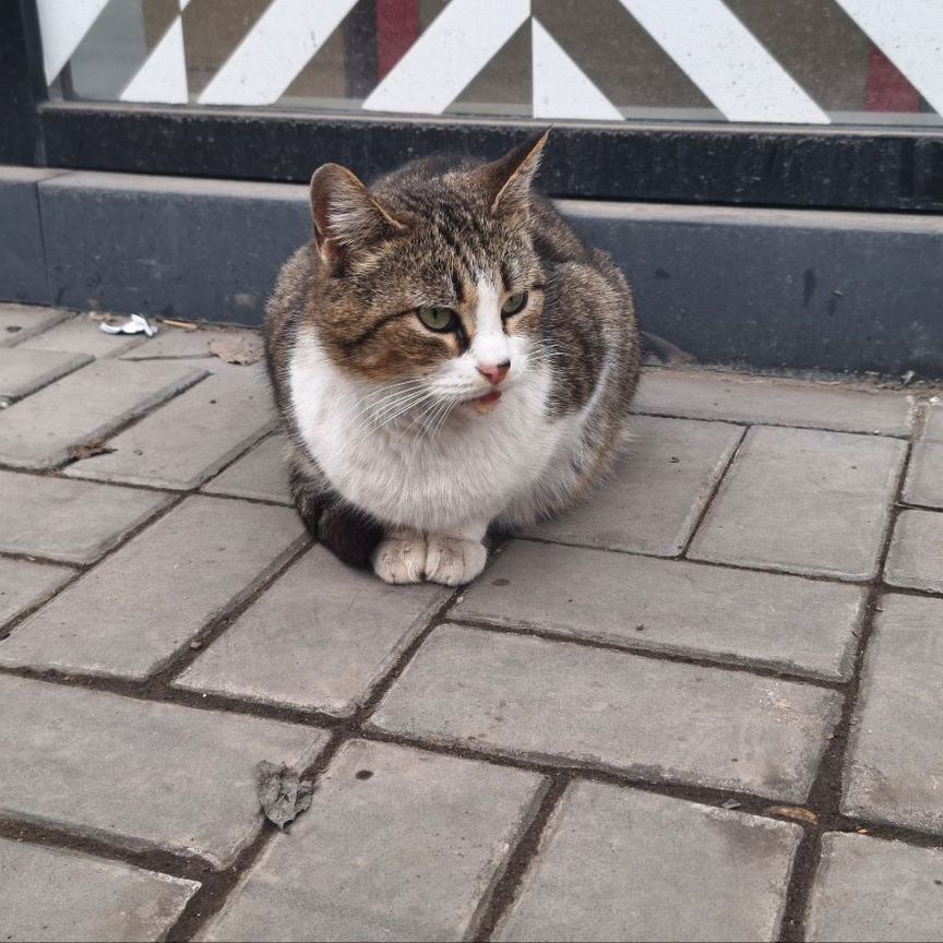 Помогите уличной кошечке с торчащим языком