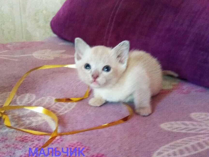 Котята европейской бурмы