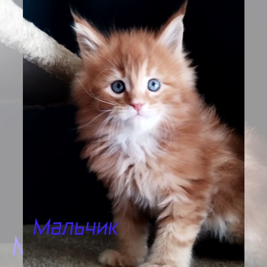 Котята мейн-кун, классика