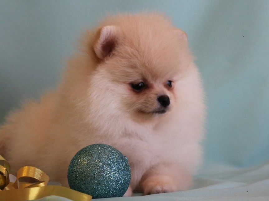 Померанский шпиц