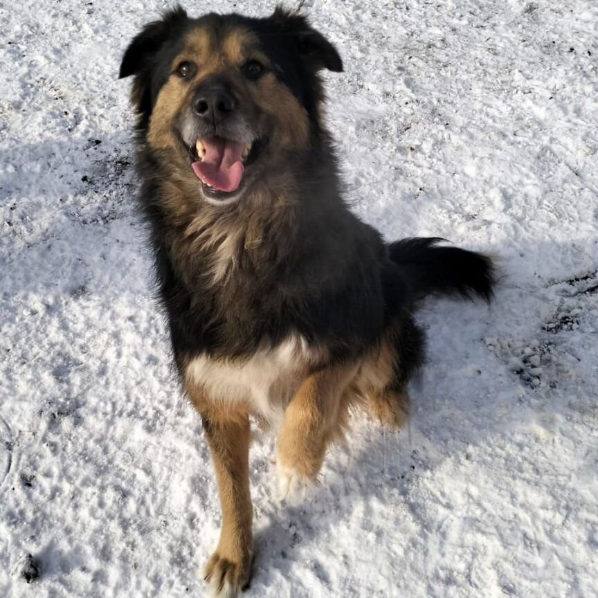 Умный пёс из отлова в добрые руки