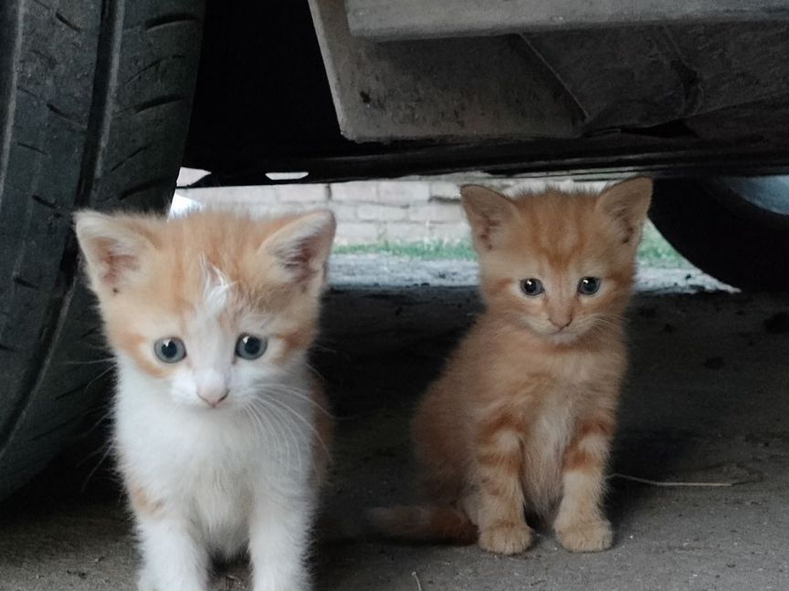 Котята в добрые руки бесплатно