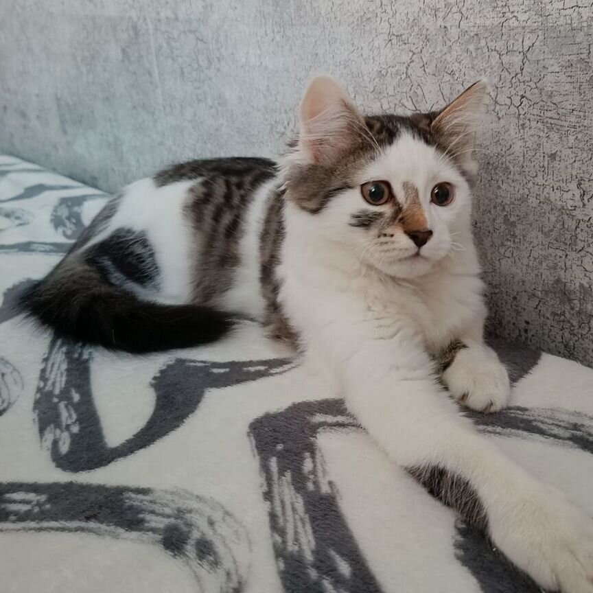 Котёнок в добрые руки