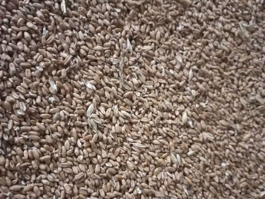 Семечко, Кормовая кукуруза на корм/посев