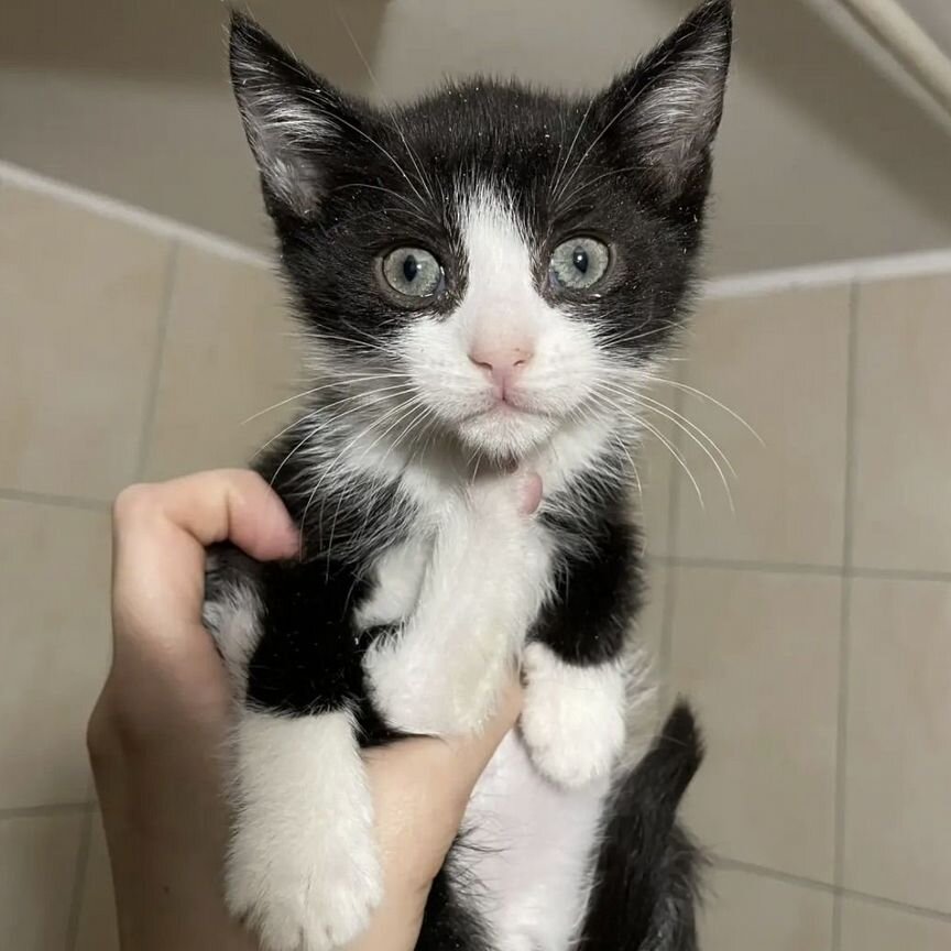 Котёнок в добрые руки