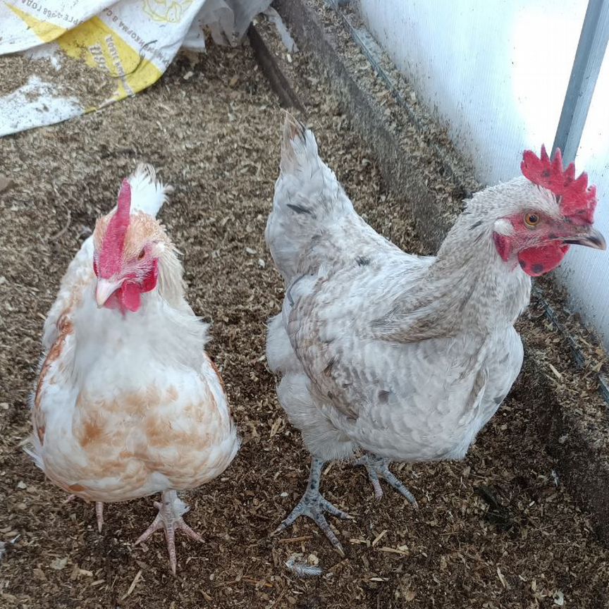 Молодые петушки