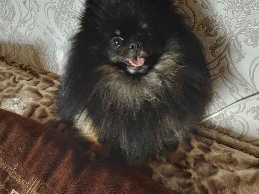 Домашние животные собаки