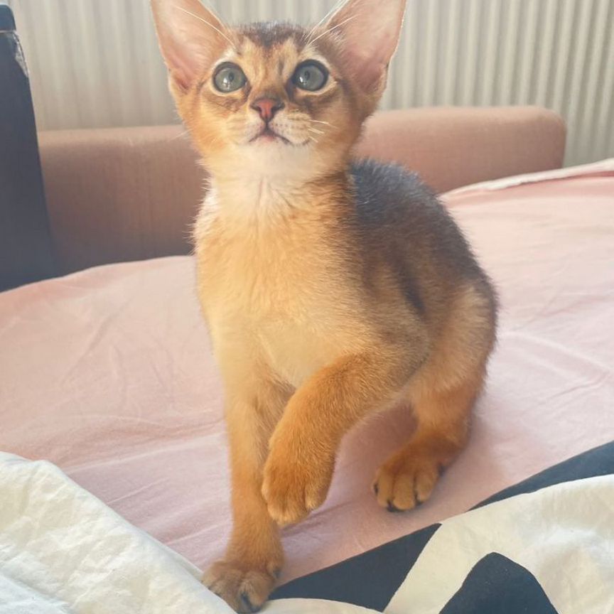 Абиссинский котёнок