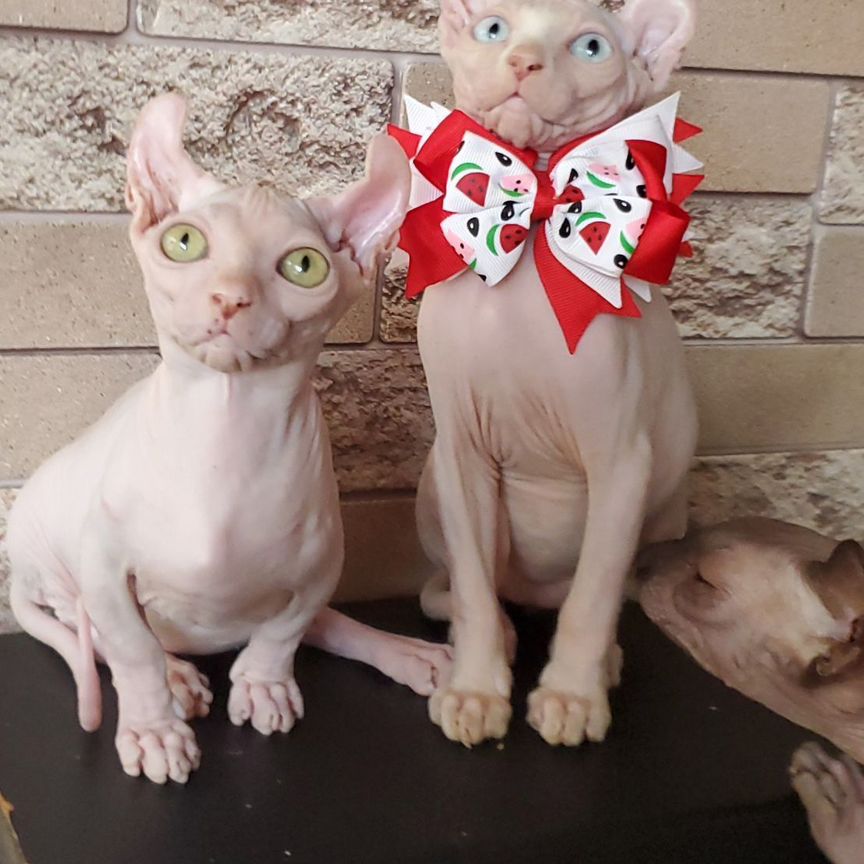 Девочка двельф,коротколапая