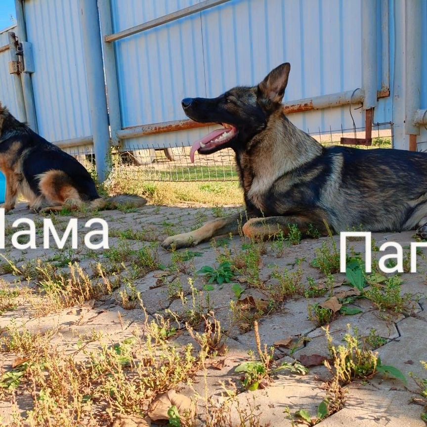 Щенки немецкой овчарки