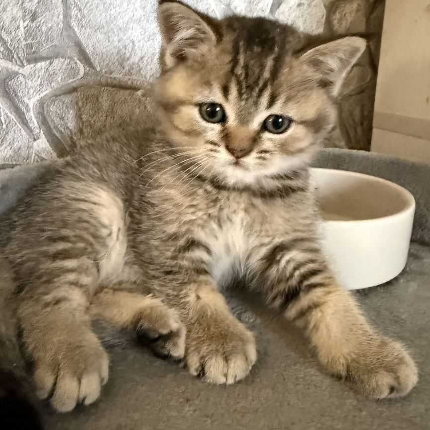 Британский короткошёрстный котёнок