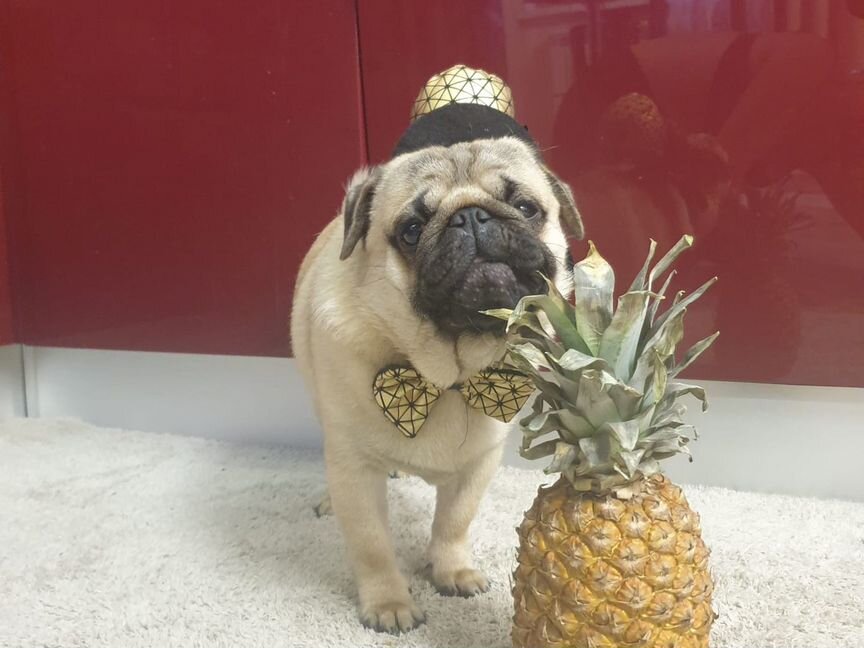 Мопс вязка мальчик