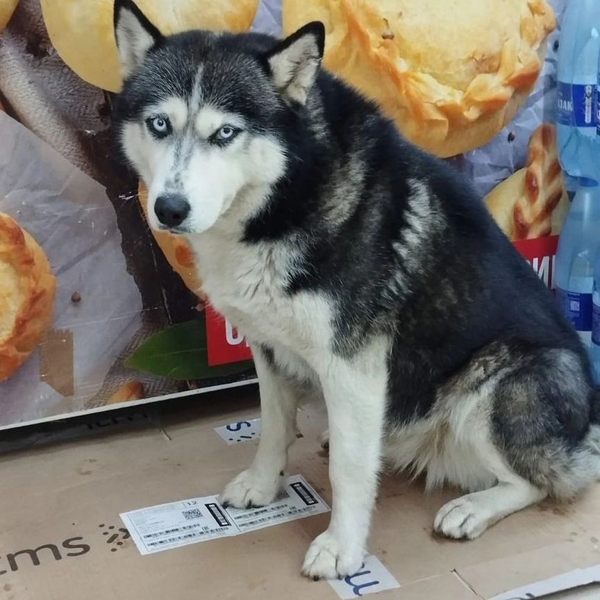 Сибирский хаски бесплатно