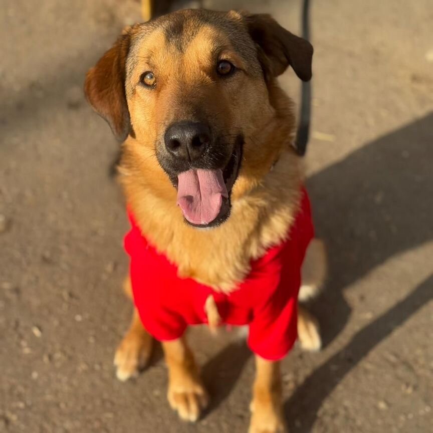 Смурфик после операции очень ищет дом