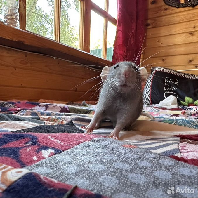 Крысы дамбо ручные