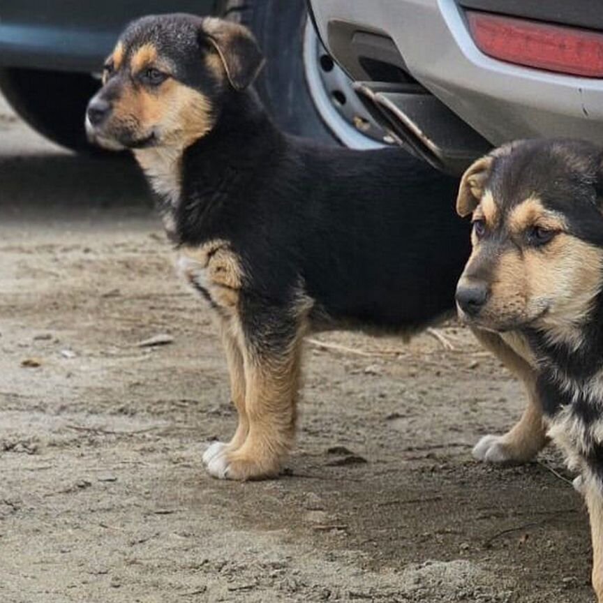Щенки