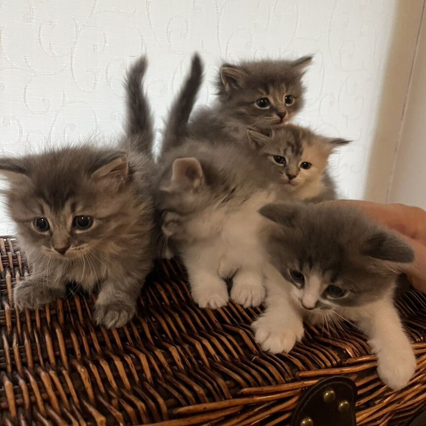 Котята от домашней кошки