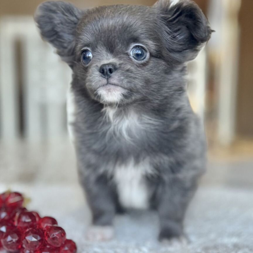 Чихуахуа, щенок