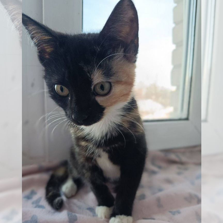 Котёнок в добрые руки