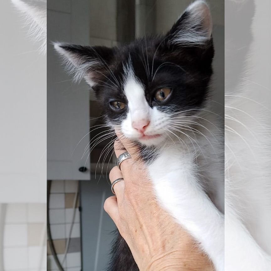 Черный котенок мальчик