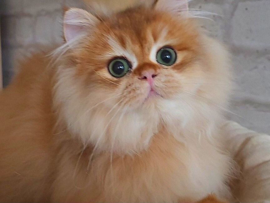 Супер-кот золотая шиншилла
