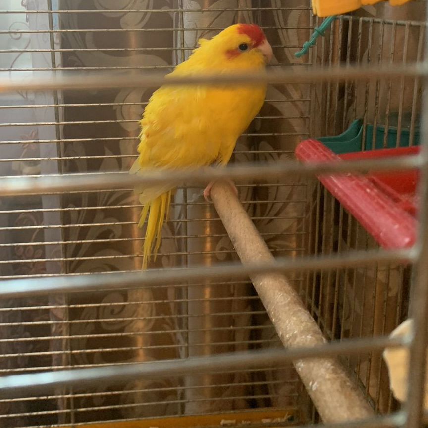 Новозеландский какарик