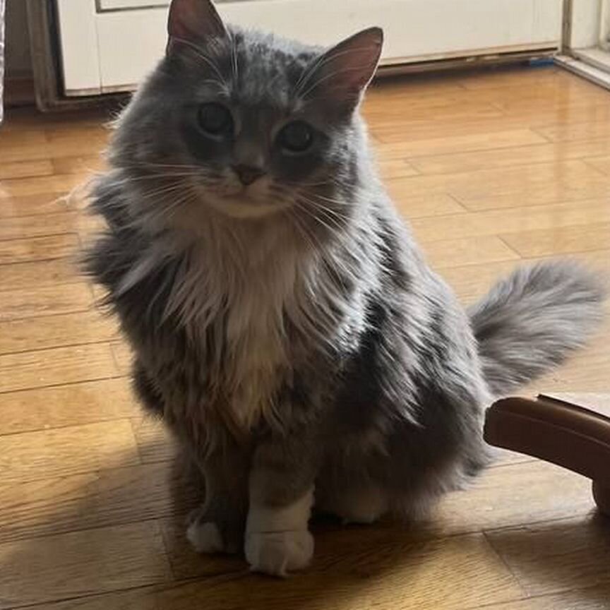 Русская голубая, взрослая кошка