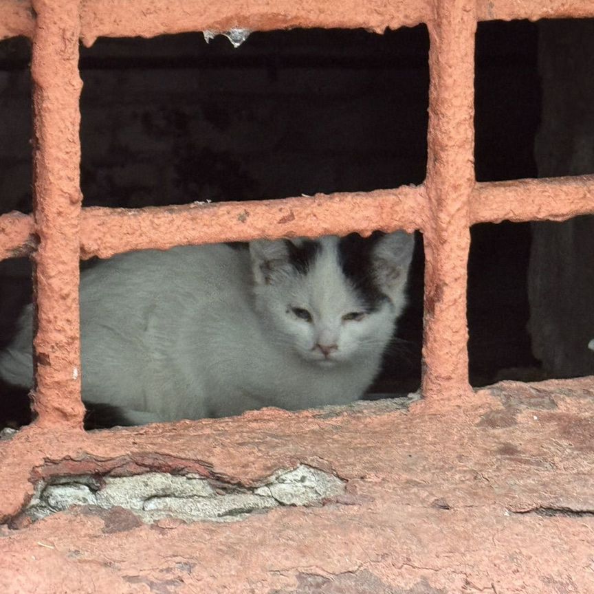 Котятя ищут дом или передержку