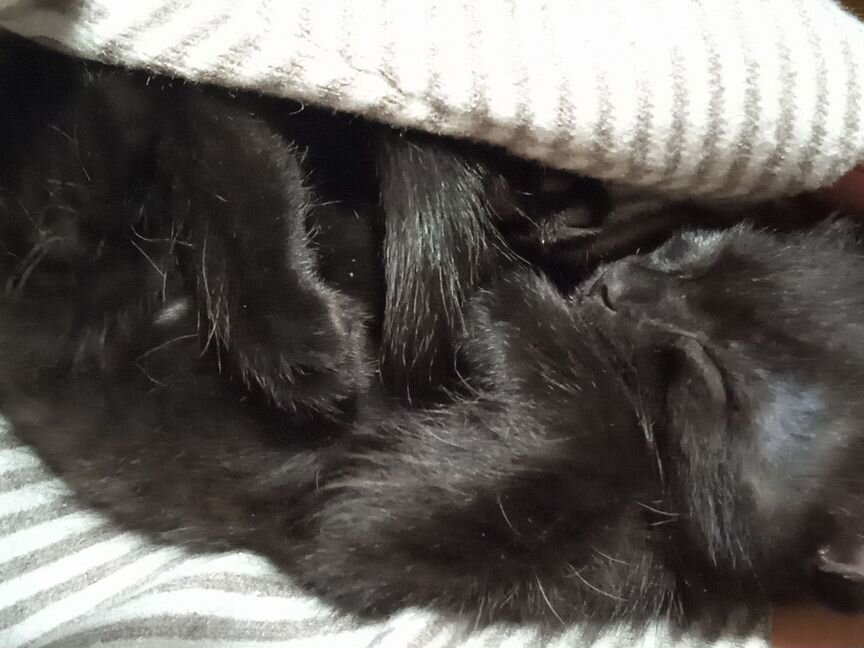 Котëнок,отдам в добрые руки (Фунтик)