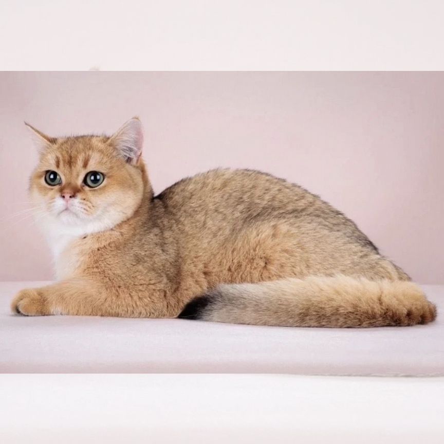 Британский короткошёрстный котёнок