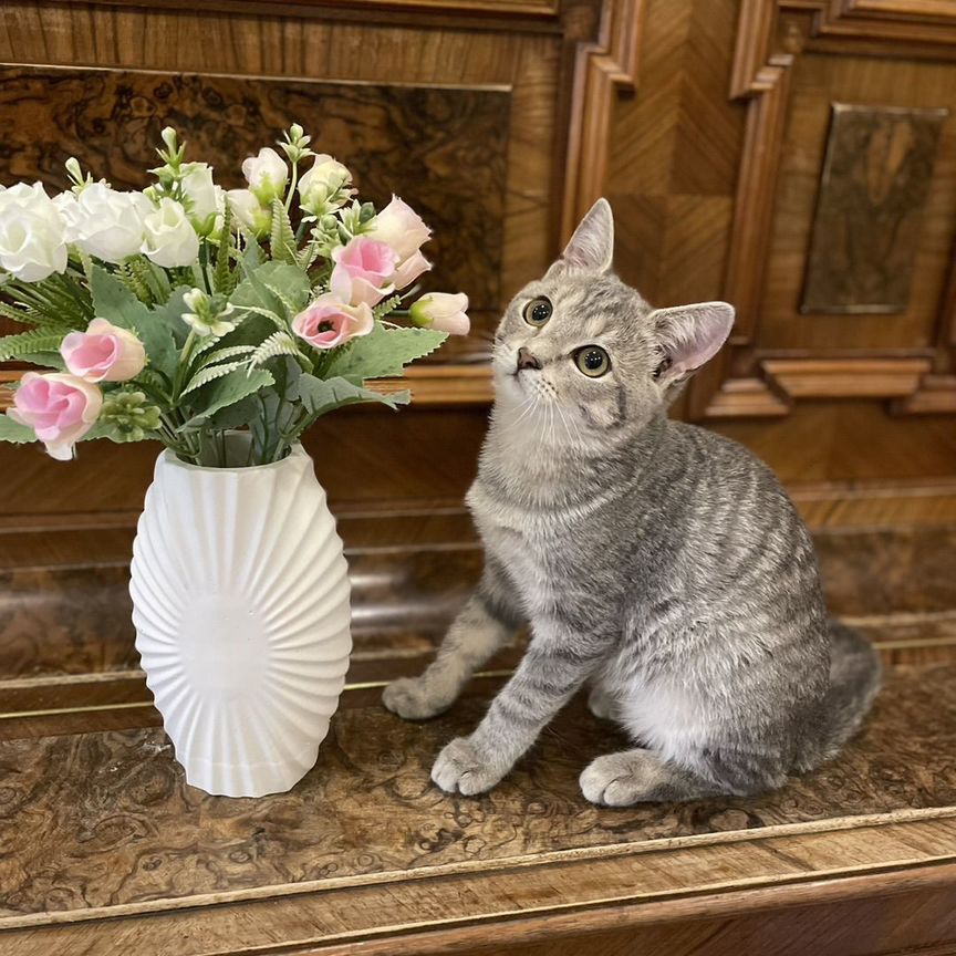 Кошечки близняшки